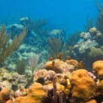 Turtles and Jungle Adventure - Stop 1: Exploring Tulum’s Jungle and Cenotes