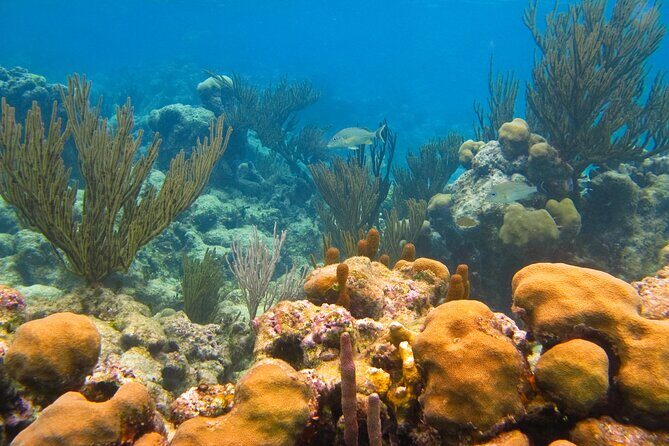 Turtles and Jungle Adventure - Stop 1: Exploring Tulum’s Jungle and Cenotes