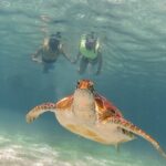 Turtles & Cenote! Half Day from Riviera Maya & Playa del Carmen - What the Tour Includes and How It Adds Value