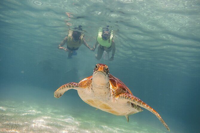 Turtles & Cenote! Half Day from Riviera Maya & Playa del Carmen - What the Tour Includes and How It Adds Value