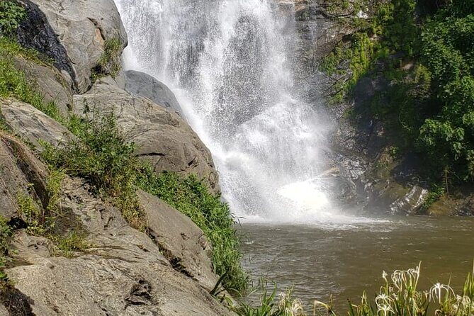 Turtles Release Adventure - Frequently Asked Questions