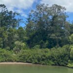 Tweed River Cruise: relax with a Morning Tea cruise - The Experience: What to Expect