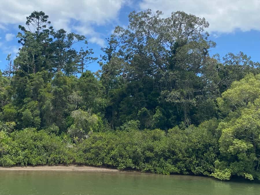 Tweed River Cruise: relax with a Morning Tea cruise - The Experience: What to Expect