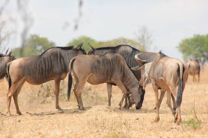 Two Days Safari by Train - Day 1: Mikumi National Park Wildlife Safari