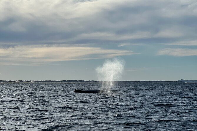 Ultimate 10 Hour Jetski Adventure from Gold Coast to Tangalooma - Authentic Insights from Reviewers