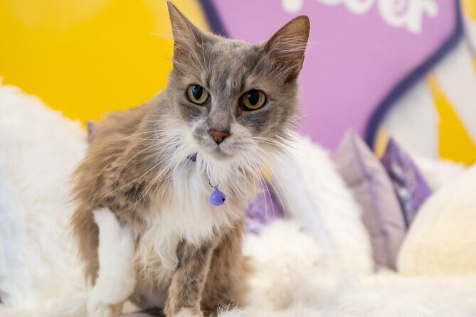 Ultimate cat experience at Austin's only cat cafe - Why You Should Consider This Experience