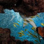 Ultimate Encounter Snorkel with Sharks in Fiji - Transport and Group Size