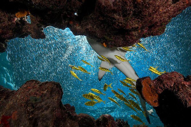 Ultimate Encounter Snorkel with Sharks in Fiji - Transport and Group Size