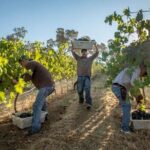 Ultimate Mornington Peninsula Food and Wine Small Group Tour - What Reviewers Are Saying