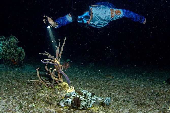 Under the Stars Twilight Snorkel and Seaside Dinner at Money Bar - An In-Depth Look at the Under the Stars Experience