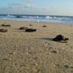 Unique Turtle Sanctuary & Sunset Experience - The Human Touch: Guides and Reviews