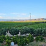 Valle de Guadalupe Tour: Wine Tastings Included - In-depth Look at the Wineries and Experience