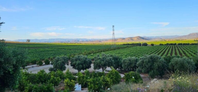 Valle de Guadalupe Tour: Wine Tastings Included - In-depth Look at the Wineries and Experience