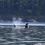 Vancouver, BC: Whale Watching Tour Small Zodiac with Guide - The Experience: What to Expect