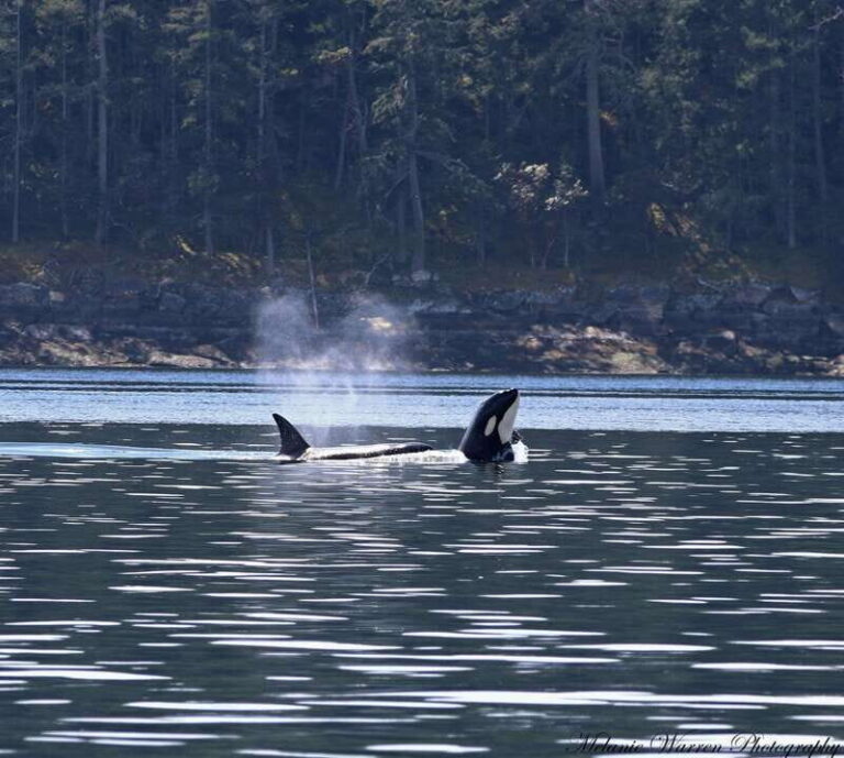 Vancouver, BC: Whale Watching Tour Small Zodiac with Guide - The Experience: What to Expect
