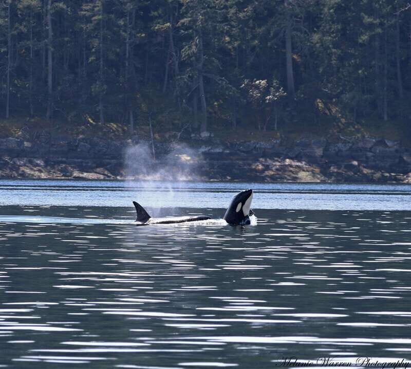 Vancouver, BC: Whale Watching Tour Small Zodiac with Guide - The Experience: What to Expect