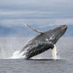 Vancouver, BC: Whale Watching Tour with Guide - Authentic Marine Encounters and the Value of This Tour