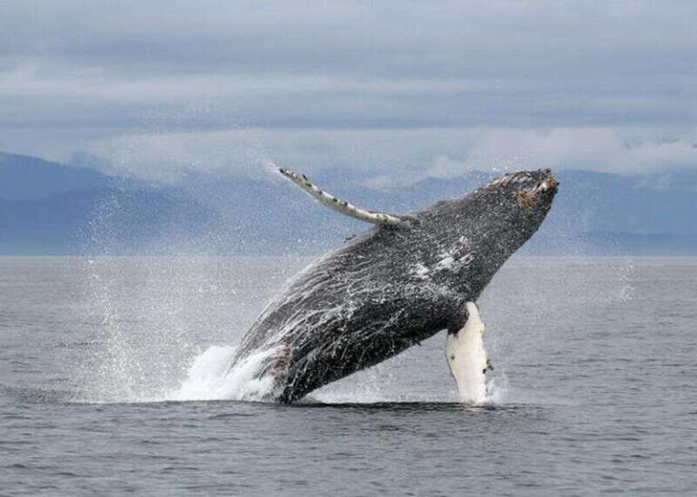 Vancouver, BC: Whale Watching Tour with Guide - Authentic Marine Encounters and the Value of This Tour