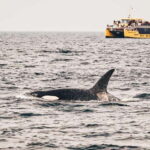 Vancouver: Covered Whale Watching Adventure with Free Photos - Who Would Enjoy This Tour?