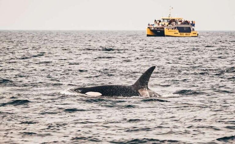 Vancouver: Covered Whale Watching Adventure with Free Photos - Who Would Enjoy This Tour?