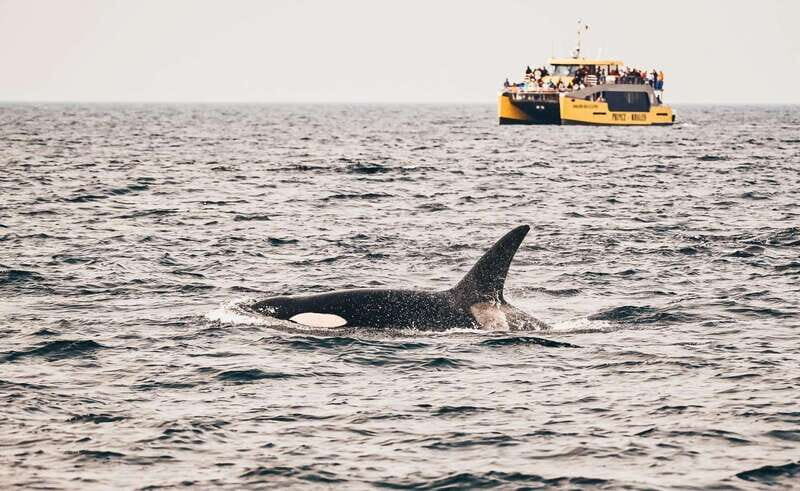 Vancouver: Covered Whale Watching Adventure with Free Photos - Who Would Enjoy This Tour?