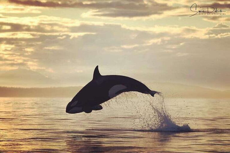 Vancouver Island: Cowichan Bay Sunset Whale Watching Tour - Final Thoughts