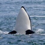 Vancouver Island: Whale Watching Tour - The Itinerary: A Day on the Water
