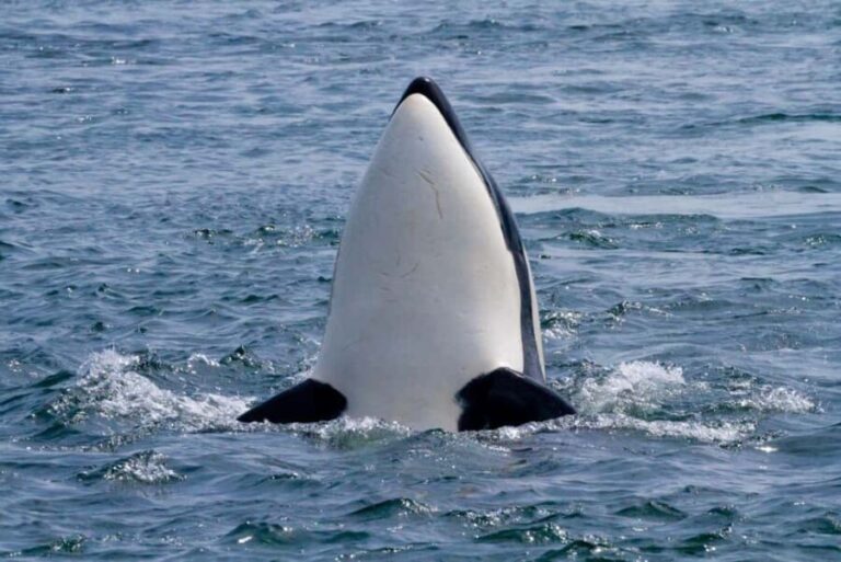 Vancouver Island: Whale Watching Tour - The Itinerary: A Day on the Water