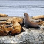Vancouver Island Zodiac Whale Watching Adventure - Telegraph Cove - Why choose this whale watching tour?