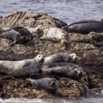 Vancouver: Morning Kayak & Seal Cruise - The Wildlife and Scenery: What You’ll Likely Encounter