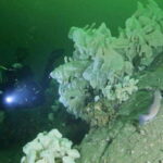 Vancouver: Scuba Boat Dive in Horseshoe Bay - The Journey and Marine Environment