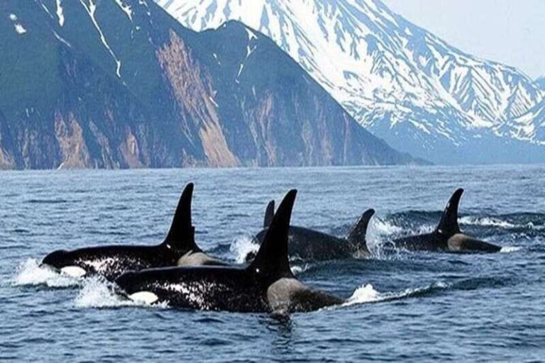 Vancouver: Whale Watching Adventure with Private City Tour - What’s Included & Whats Not