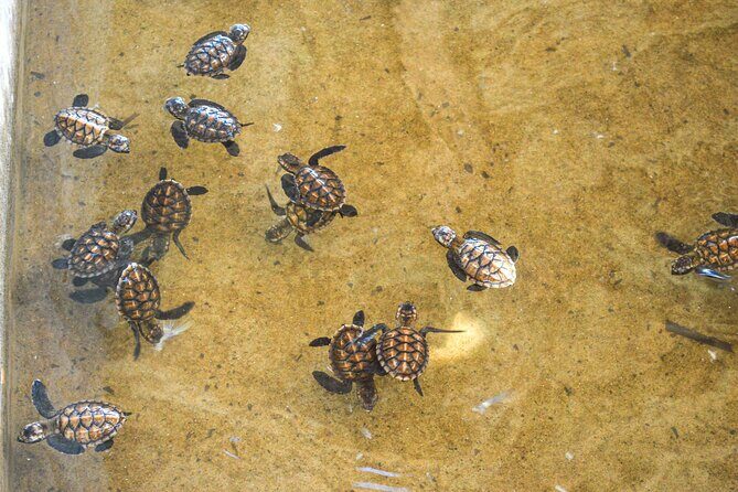 Vanuatu Cultural Village, Waterfalls, Turtles and Blue Lagoon - Practical Details and What It Means for You