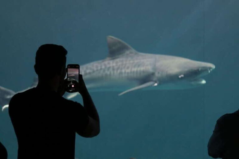 Veracruz: 5-Attraction Tour with Aquarium and Boat Tour - Practical Considerations