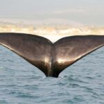 Victor Harbor: Southern Ocean Adventure Cruise with Guide - The Itinerary: What to Expect