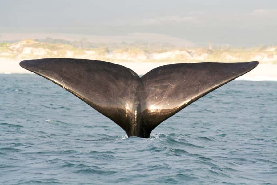 Victor Harbor: Southern Ocean Adventure Cruise with Guide - The Itinerary: What to Expect