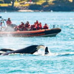 Victoria: 3-Hour Zodiac Whale-Watching Tour - In-Depth Review of the Zodiac Whale-Watching Experience