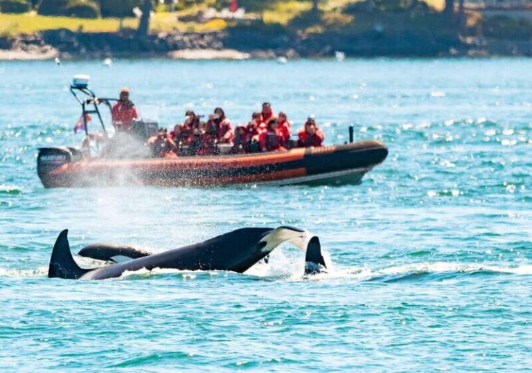 Victoria: 3-Hour Zodiac Whale-Watching Tour - In-Depth Review of the Zodiac Whale-Watching Experience