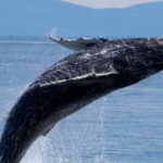 Victoria BC: 3 Hour Expedition Catamaran Whale Watching Tour - The Value of This Tour