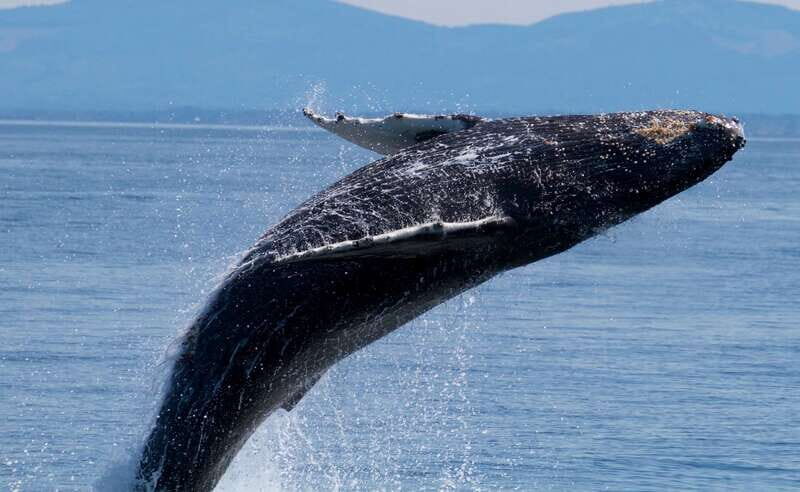 Victoria BC: 3 Hour Expedition Catamaran Whale Watching Tour - The Value of This Tour