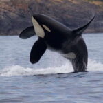 Victoria, BC: 3-Hour Ultimate Whale & Marine Wildlife Tour - The Sum Up
