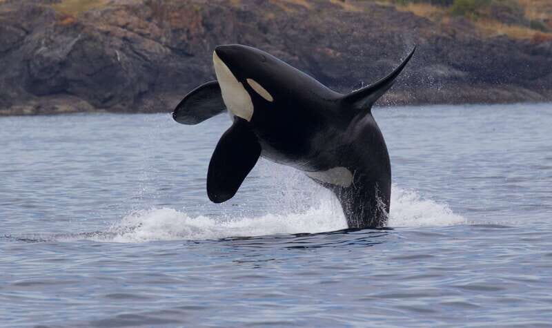 Victoria, BC: 3-Hour Ultimate Whale & Marine Wildlife Tour - The Sum Up