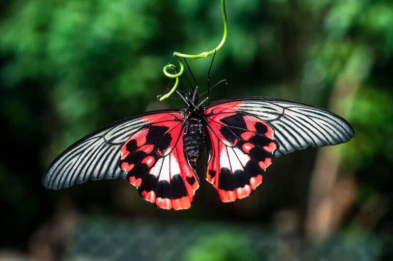 Victoria: Butterfly Gardens Admission Ticket - The Insectarium and Other Wildlife