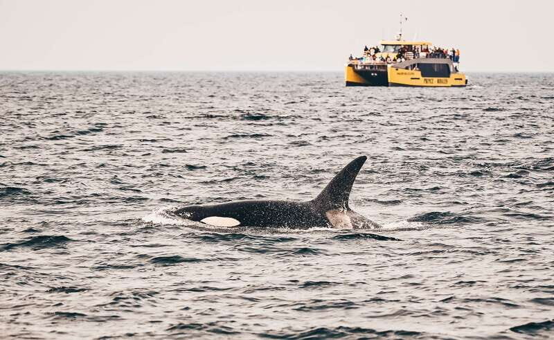 Victoria: Covered Whale Watching Adventure with Free Photos - What’s Included and What’s Not