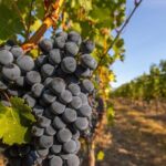 Victoria Full Day Guided Wine Tour With 4 Wineries - What’s Included — What’s Not