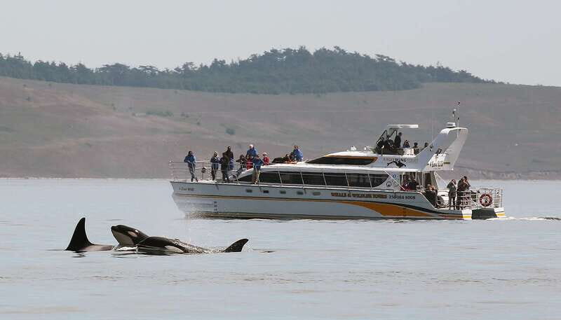 Victoria: Guided Wildlife-Watching Tour by Catamaran - The Value of This Tour