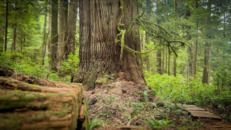 Victoria: Old Growth Rainforest Canyon Waterfall and Beaches - The Practical Aspects: What You Need to Know