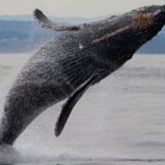 Victoria Shore Excursion: Whale-Watching Cruise with Expert Naturalist Guides - The Sum Up