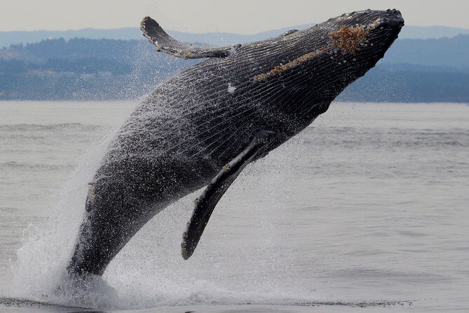 Victoria Shore Excursion: Whale-Watching Cruise with Expert Naturalist Guides - The Sum Up