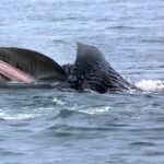 Victoria Whale Watching Cruise with Expert Naturalists - The Value & Cost: Is it Worth It?